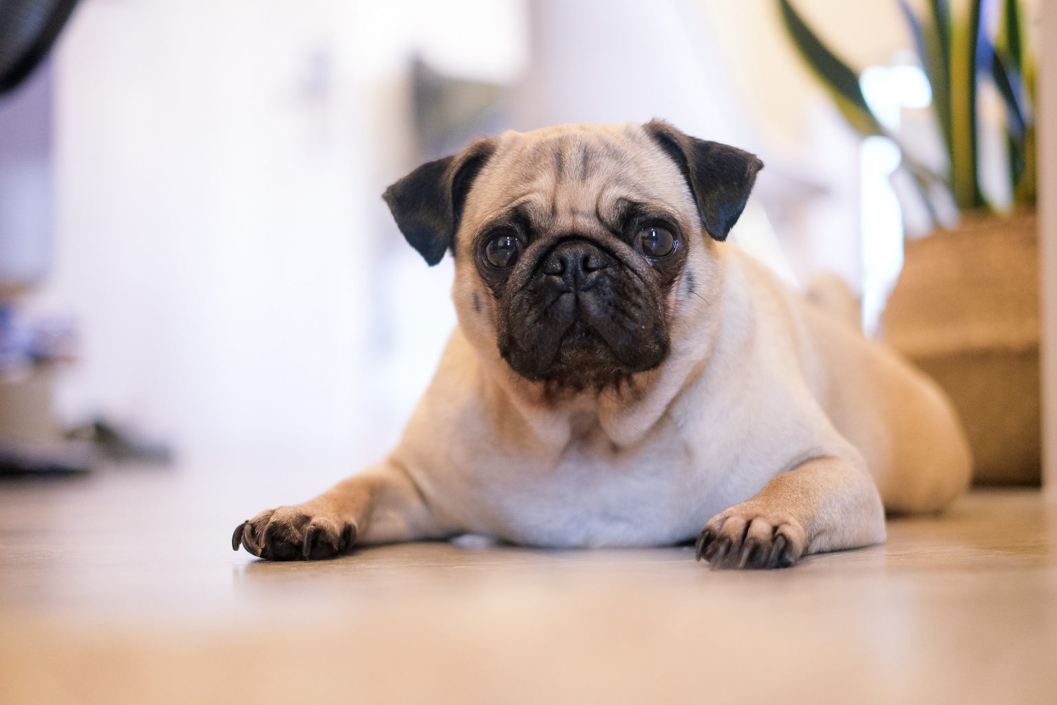 Qual a raça de cachorro mais dócil? - Trechos da Vida