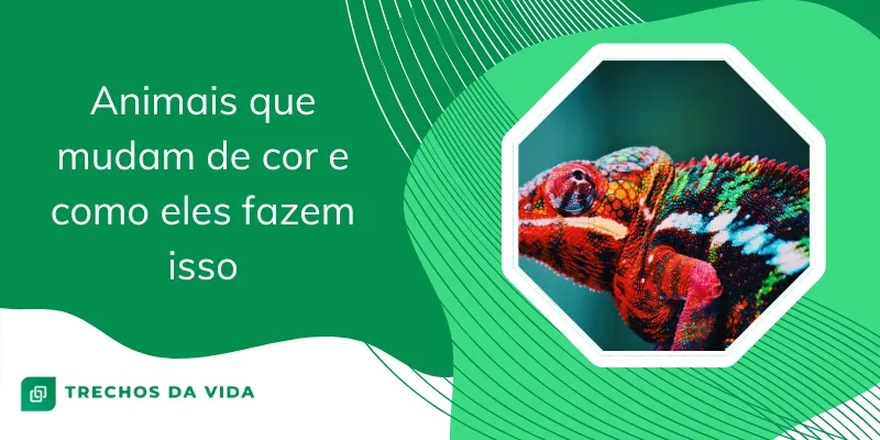 Animais que mudam de cor e como eles fazem isso - Trechos da Vida
